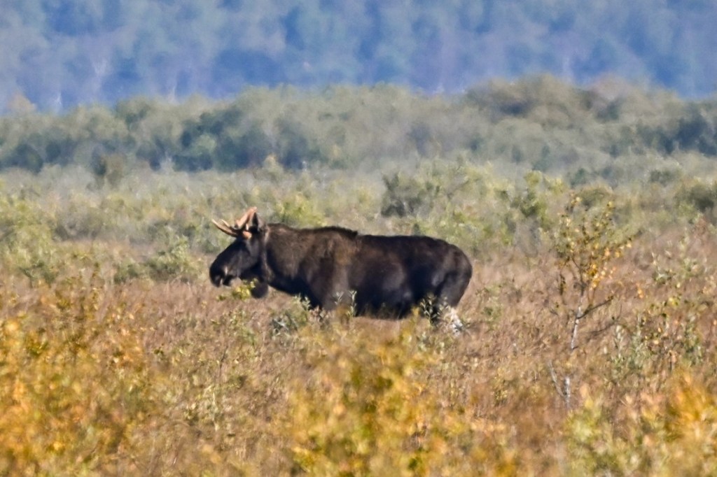 Wandern im Store Mosse Nationalpark - Linas Reisen