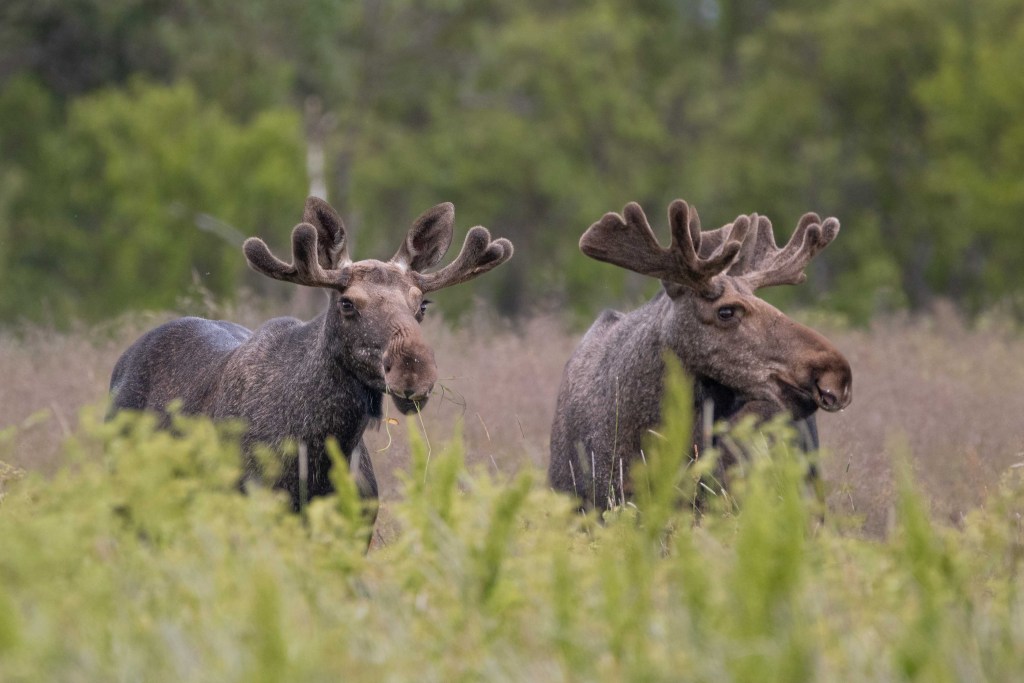 Elche in Norwegen: Unsere Beobachtungstipps - Linas Reisen